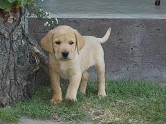 Labrador retriver stenad bele i crne boje