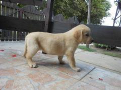 Labrador retriver stenad bele i crne boje