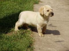 Labrador retriver stenad bele i crne boje