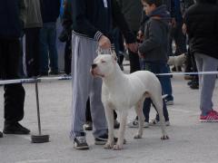 Dogo argentino,muzjak na prodaju