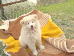 Samojed