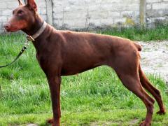 Dobermna zenka braon boje povoljno