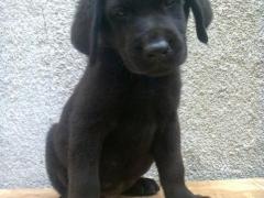 Labrador retriver, stenci labradora