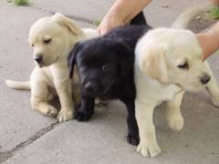 Labrador retriver stenad bele i crne boje