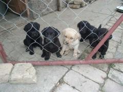 Labrador retriver stenad