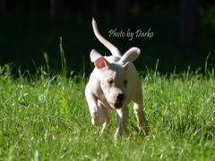 Dogo argentino