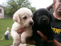 Labrador retriver