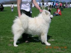 Samojed