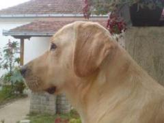 Prodajem stence labrador retrivera