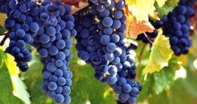 Vino ruzica merlot i prokupac