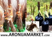 Aronije nero - sertifikovane sadnice aronije nero