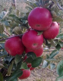 Akcija sadnica sorti jabuka sve po 100 din