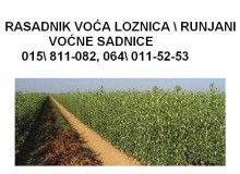 Prodaja vocnih sadnica -rasadnik voca loznica