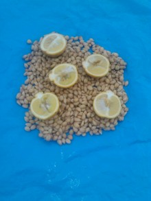 Sadnice i seme sibirskog limuna