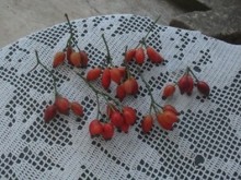 Pitomi sipurak – sadnice pitomog sipurka