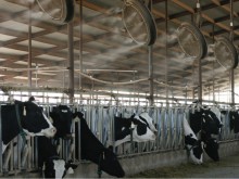 Sistem hladjenja vodenom malgom za krave novo