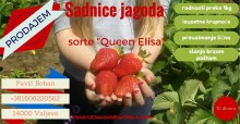 Prodajem sadnice jagoda sorte "queen elisa"