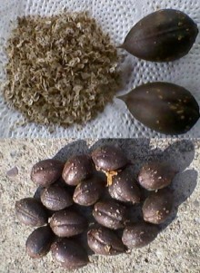 Seme paulovnije tomentos