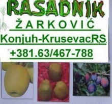 Rasadnik zarkovic - vocne sadnice i lozni kalemovi