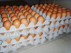 Prodaja i distribucija konzumnih jaja
