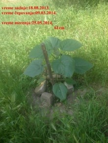 Paulovnia seme - tomentosu, elongatu i hibrid 9501