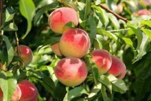 sadnice voca - sve vrste sadnica voca na prodaju