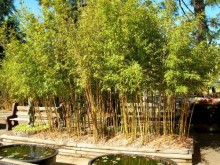 Sadnice zlatnog bambusa sa busenom