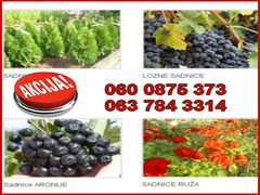 Prodaja bezvirusnih sadica voća i vinove l