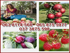 ☎ najbolja ponuda voćnih sadnica hit cena