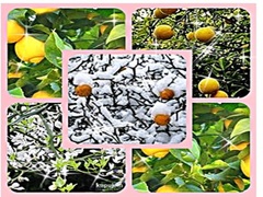 Sibirski limun sadnice bastenski do -30`c
