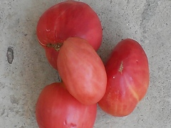 Volovsko srce-seme paradajza