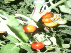Ceri paradajz crveni-seme