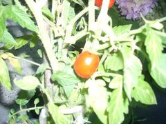 Ceri paradajz crvena sljiva-seme