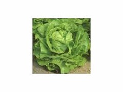 Zelena salata-glavicasta-domace seme