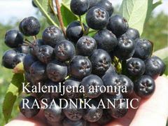 Sadnice voća najbolji rasadnik u srbiji