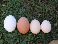 Cista domaca jaja