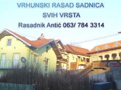 Rasad sadnica voća