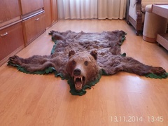 Krzno mrkog medveda
