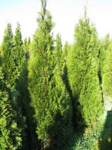 Tuja: thuja smaragd 120cm, zelena plocica