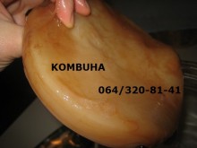 Prodajem japansku čajnu gljivu – kombuha, kombucha