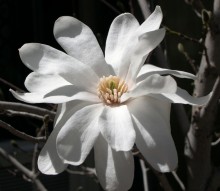 Prodaja sadnica magnolija