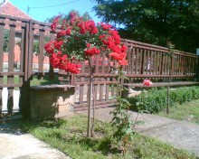 Sadnice ruža stablašica