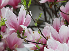 Sadnice magnolija