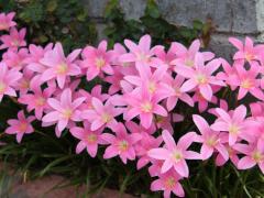 Zephyranthes carinata