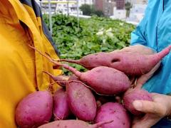 Slatki krompir - eliksir zdravlja