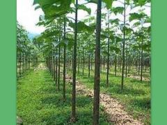 Paulownia tomentosa,elongata,fortunei 1000