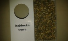 HajduČka trava- Čaj 100% prirodan