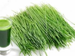 Pšenična trava za zeleni sok - 1kg