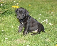 Cane corso štenci vrhunskog porekla