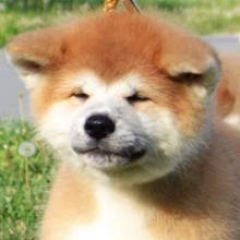 Akita inu